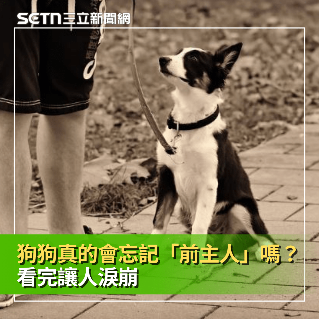 狗狗真的會忘記「前主人」嗎？看完讓人淚崩 - SETN三立新聞網 (@setn54) | Dcard