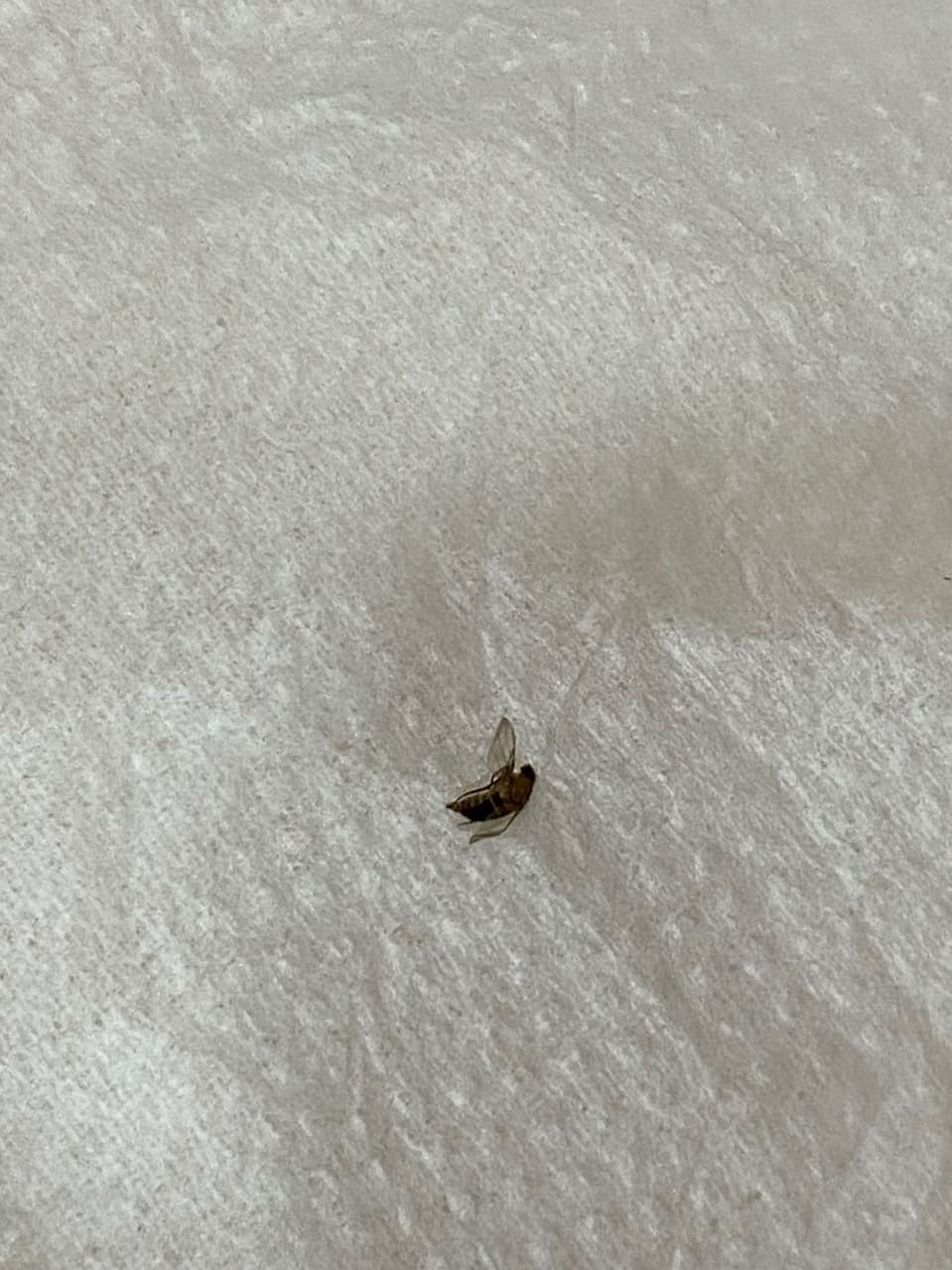 請益 想請問大家這什麼蟲子? 昆蟲板 Dcard