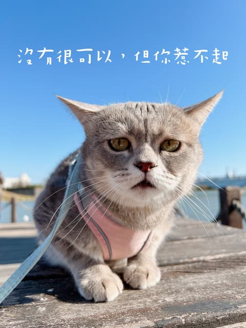 讓八嘎囧語錄可愛點 - 搗灰的娘親 (@mm951113) | Dcard