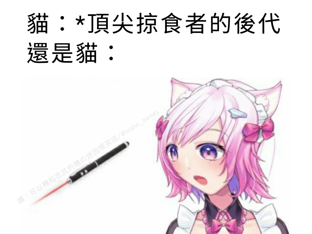 譯 貓 梗圖板 Dcard