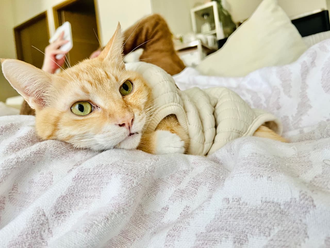 白色好物分享part 2 （外出用品、廚房用品，圖多） - 龍豬毛毛🤍 (@dpccsh) | Dcard