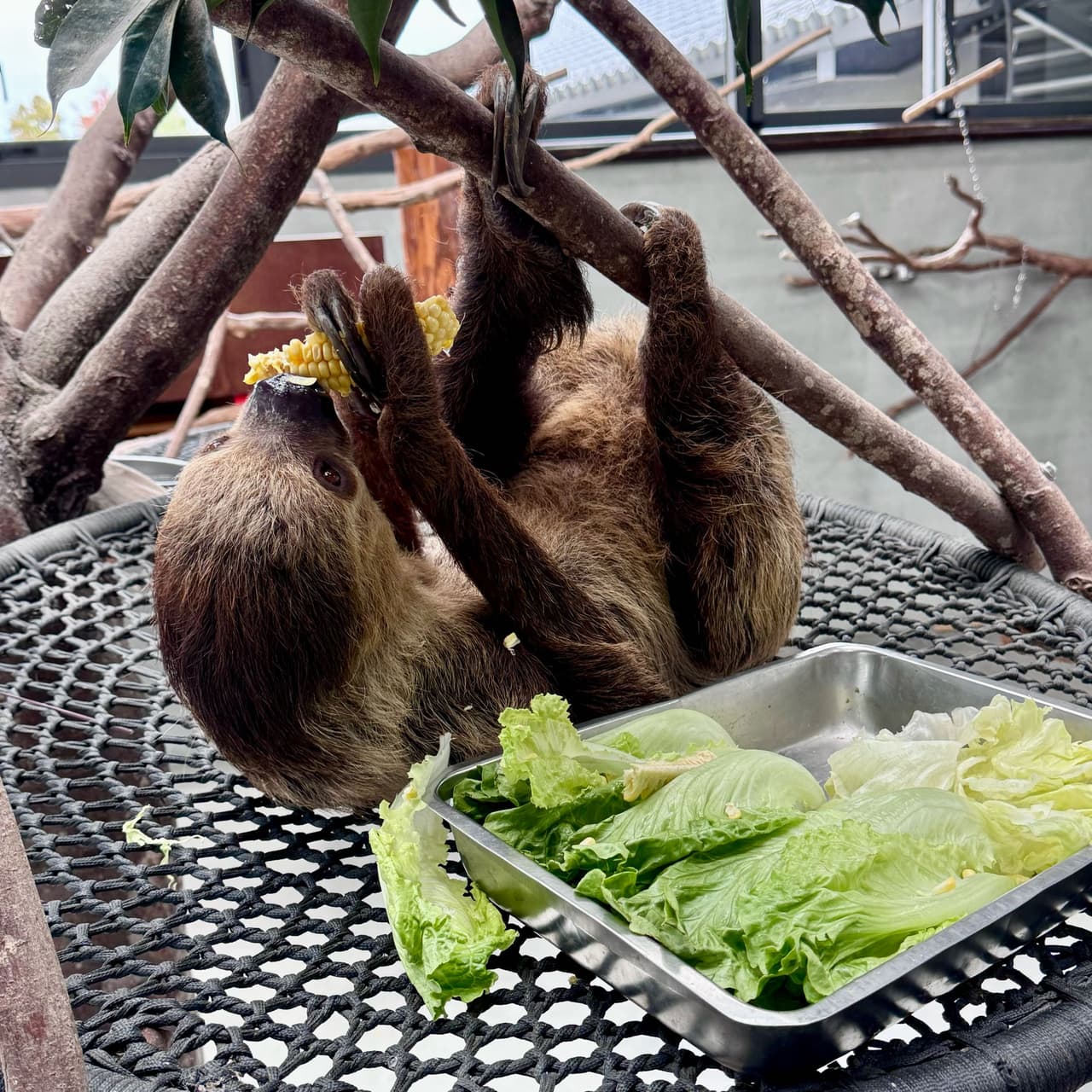 可以近距離互動的萌寵餐廳😍 - 芋頭 (@ching_05) | Dcard