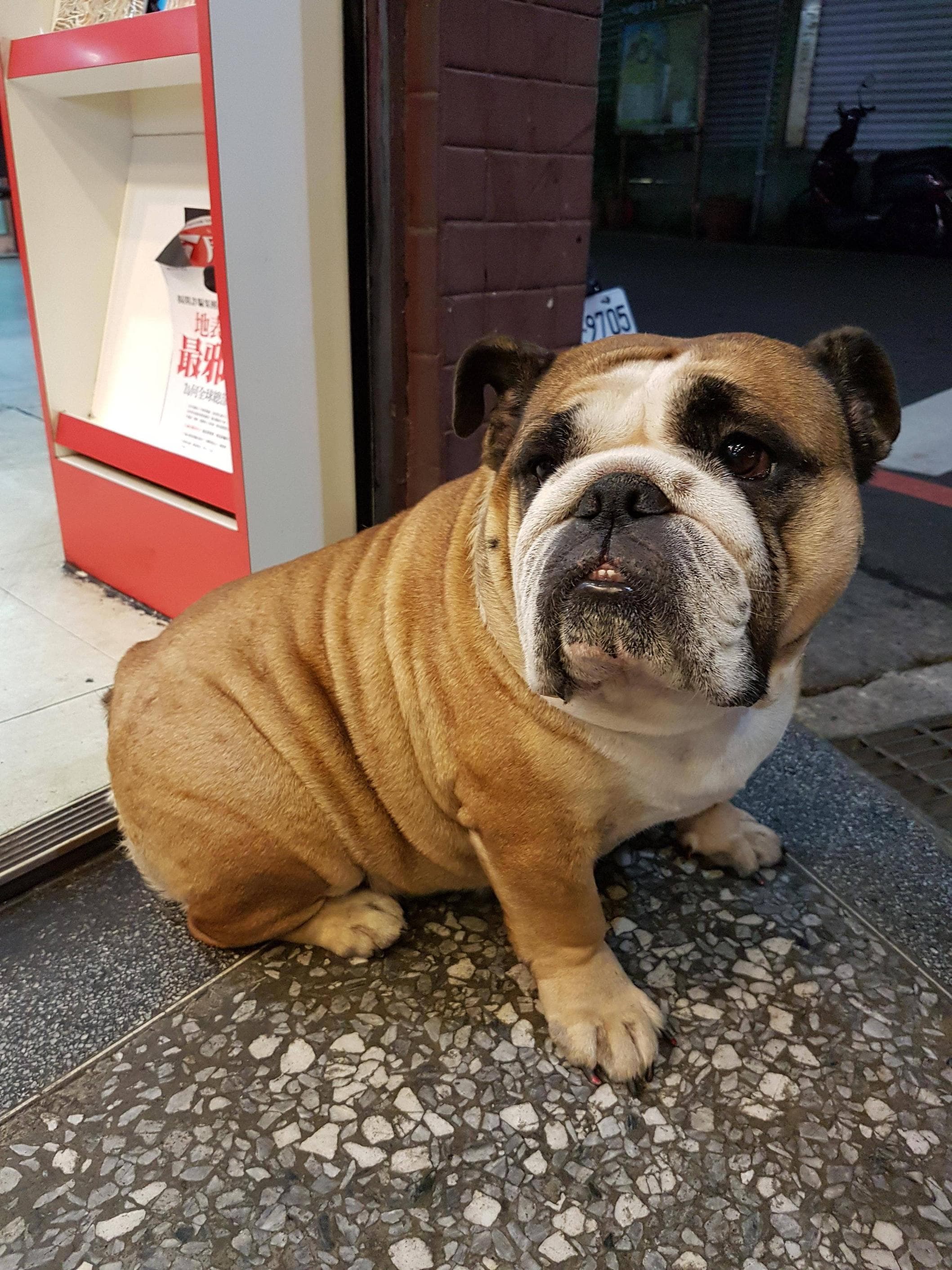 #圖 超可愛鬥牛犬 - B4 留言 | Dcard