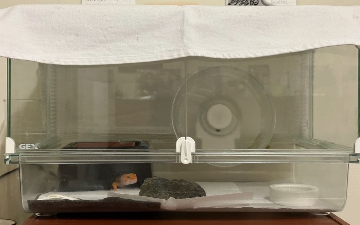 #請益 Gex 21cm的滾輪與籠子 - 寵物板 | Dcard