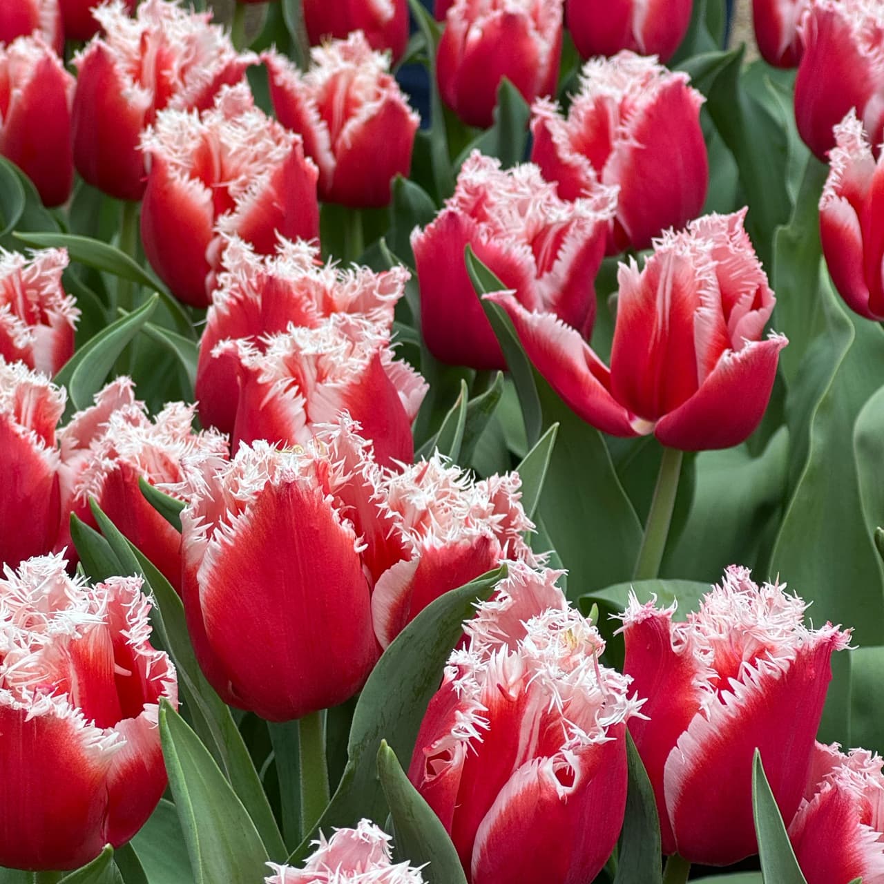 去士林官邸賞花花*↟⍋*↟ - Artemis♡ (@artemis_hui) | Dcard