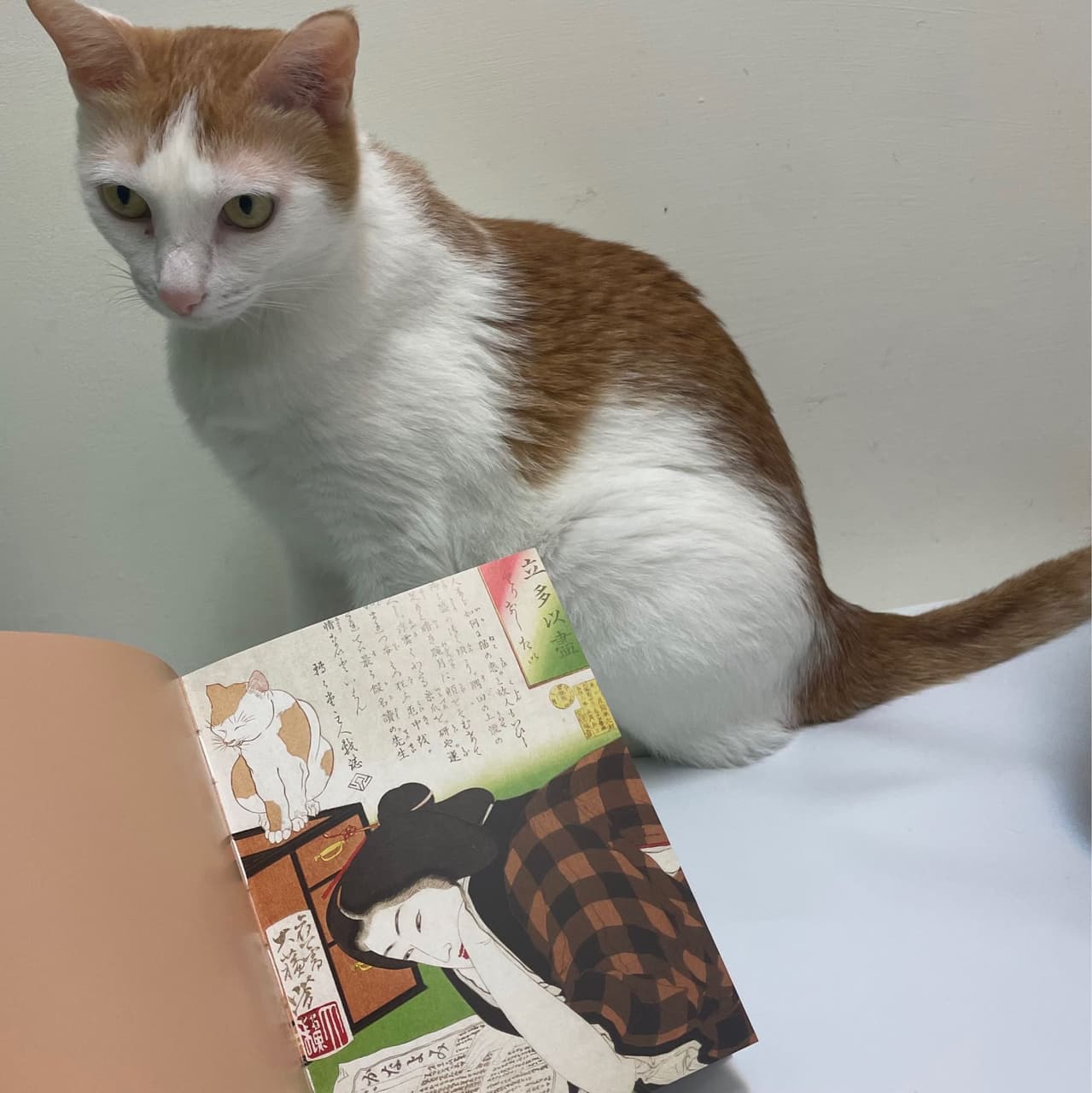 貓咪題材的畫作書籍😻Cats in Spring Rain - 書籍板 | Dcard