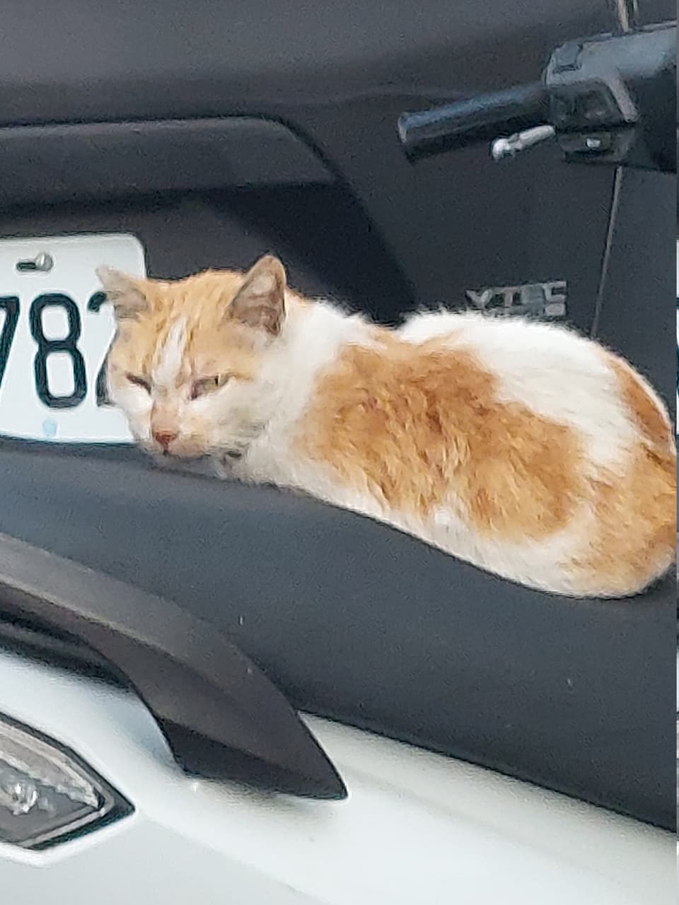 Nothing. Just some random cat pics. Note. There are more in comments ...