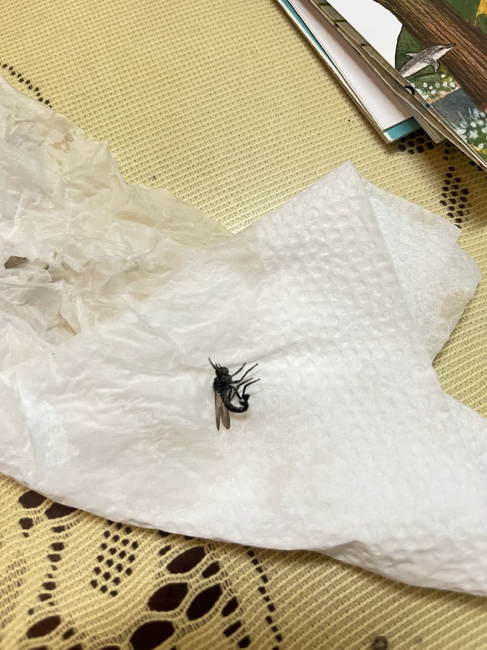 請益 請問這是什麼昆蟲 昆蟲板 Dcard