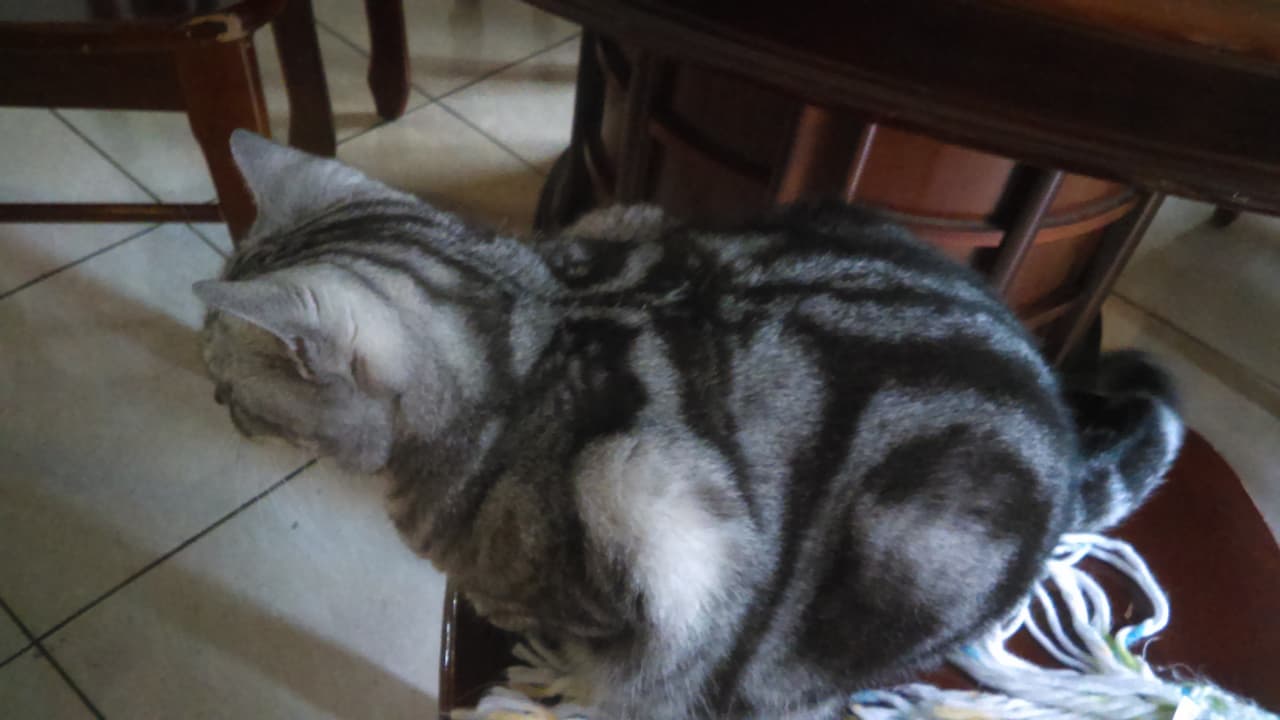 #圖#貓 綿羊蹲 - 寵物板 | Dcard