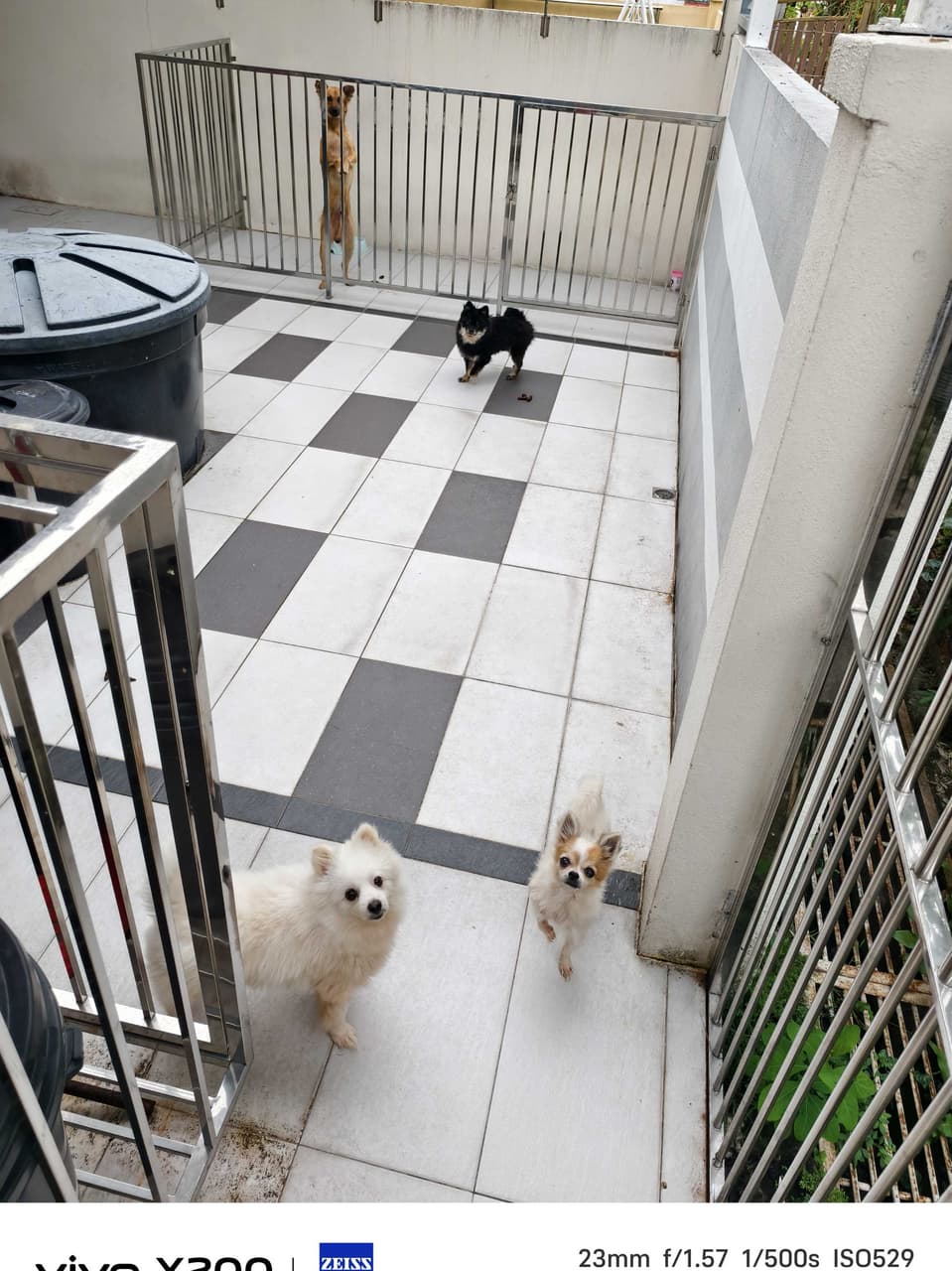 我家猫为啥不怕邻居狗子？ - MY_Pets板 | Dcard