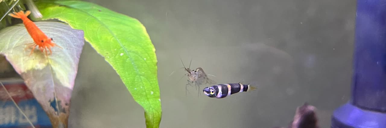 小肥魚魚 (@smallfatfish) | Dcard