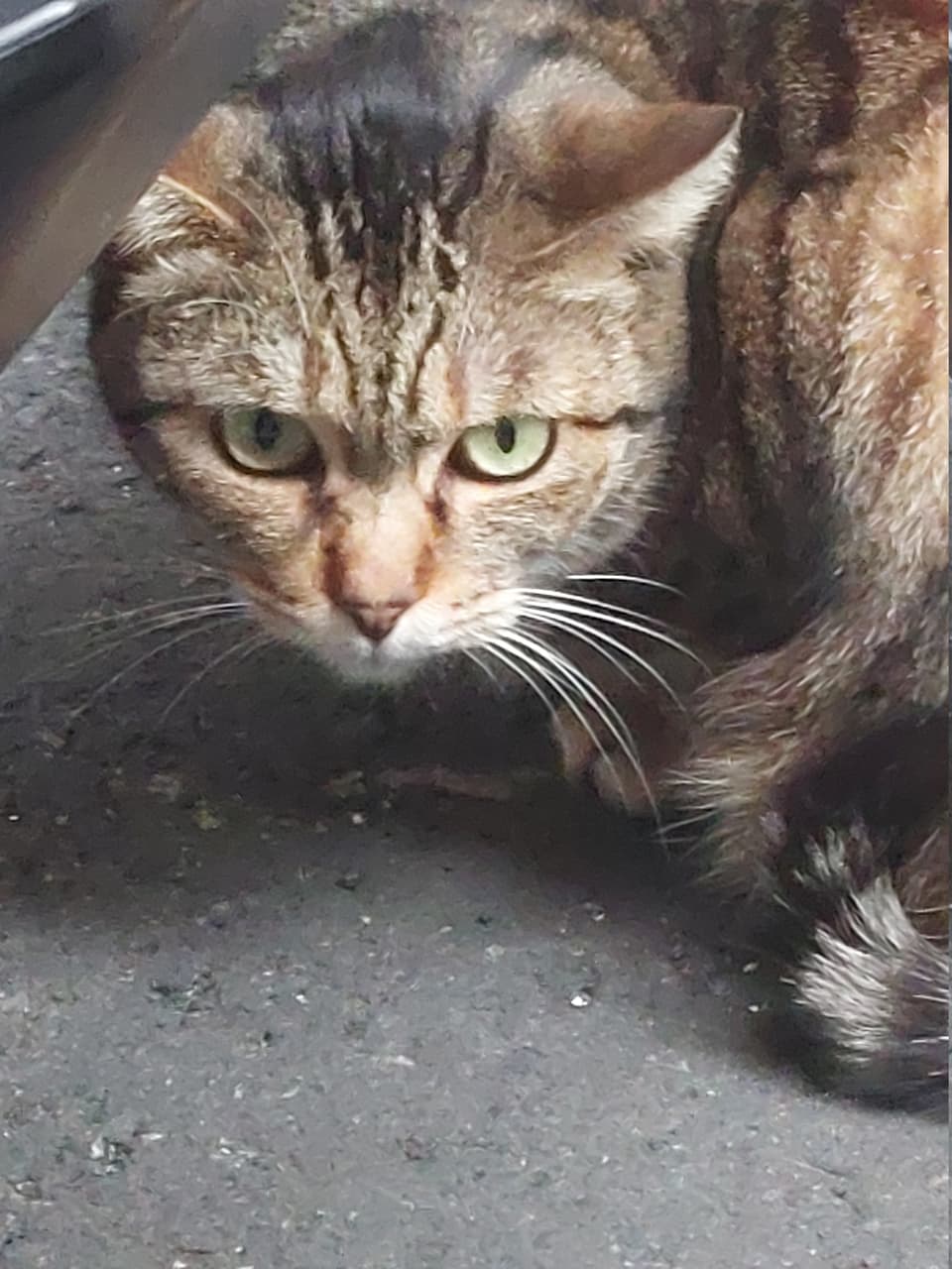 Nothing. Just some random cat pics. Note. There are more in comments ...