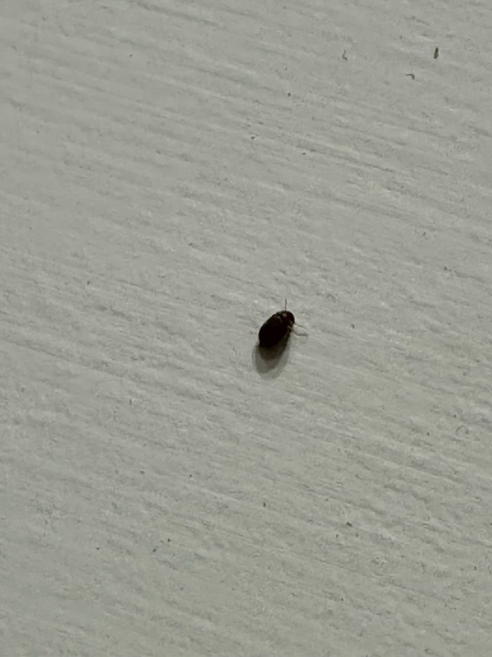 鑑定 鑑定 請問這是什麼蟲? 昆蟲板 Dcard