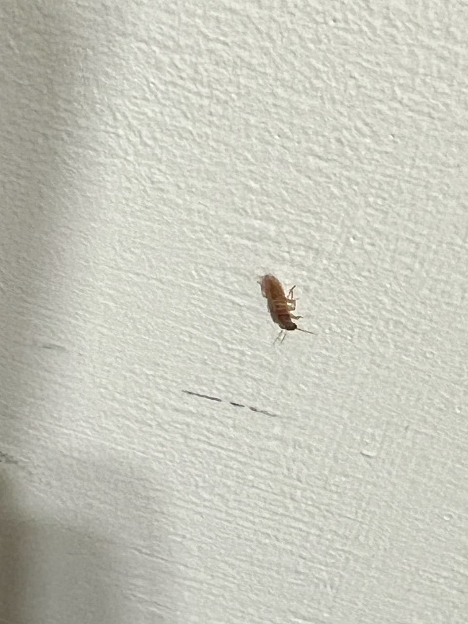 請益 請問這是什麼蟲? 昆蟲板 Dcard