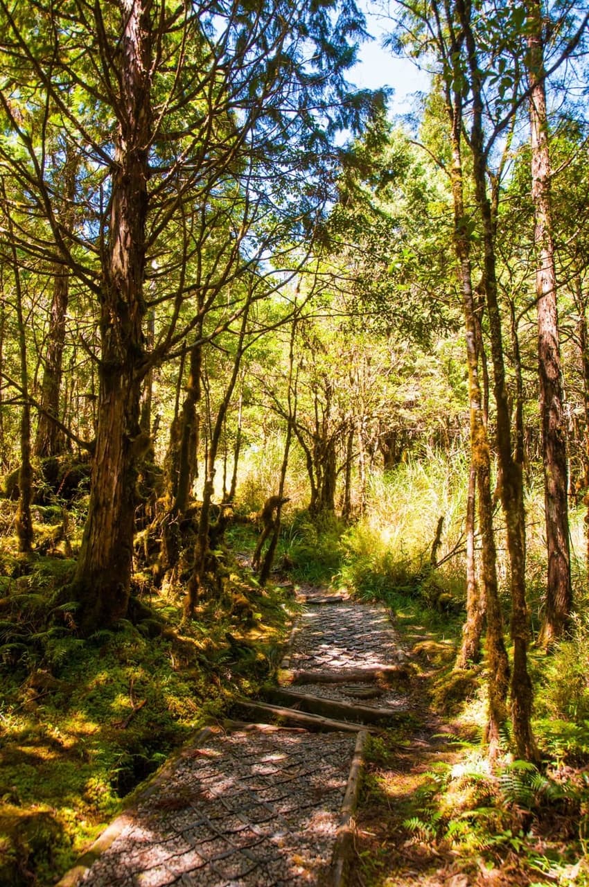 #作品 漫步太平山 part3 - 攝影板 | Dcard