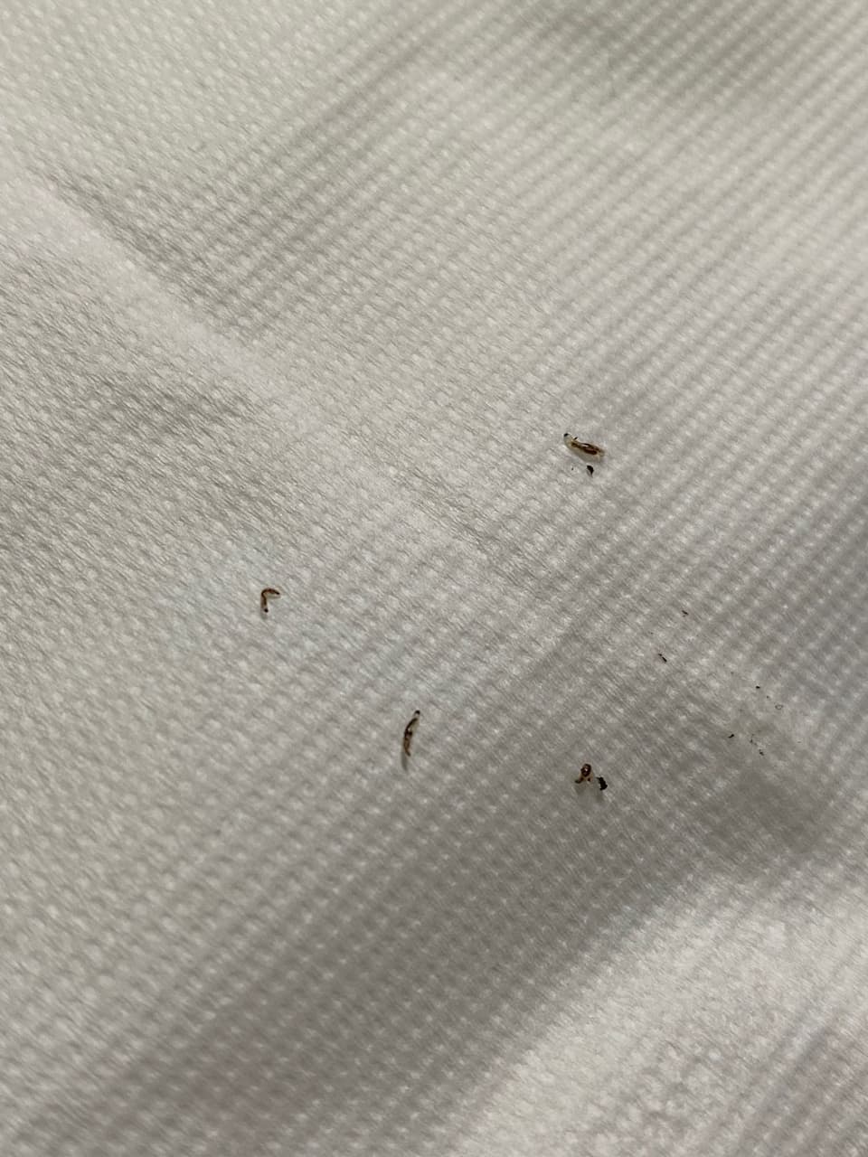 鑑定 這是什麼的幼蟲? 昆蟲板 Dcard