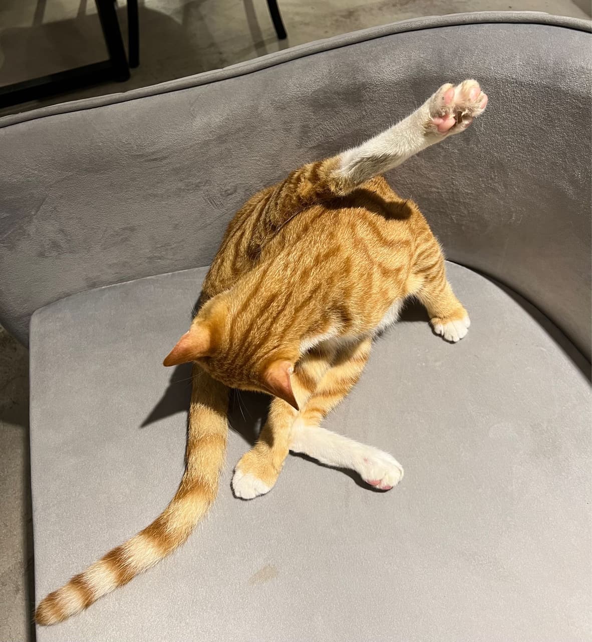 有貓就給讚😻想再二訪的貓咪咖啡廳 - 呷雯卿 (@wenc1227) | Dcard