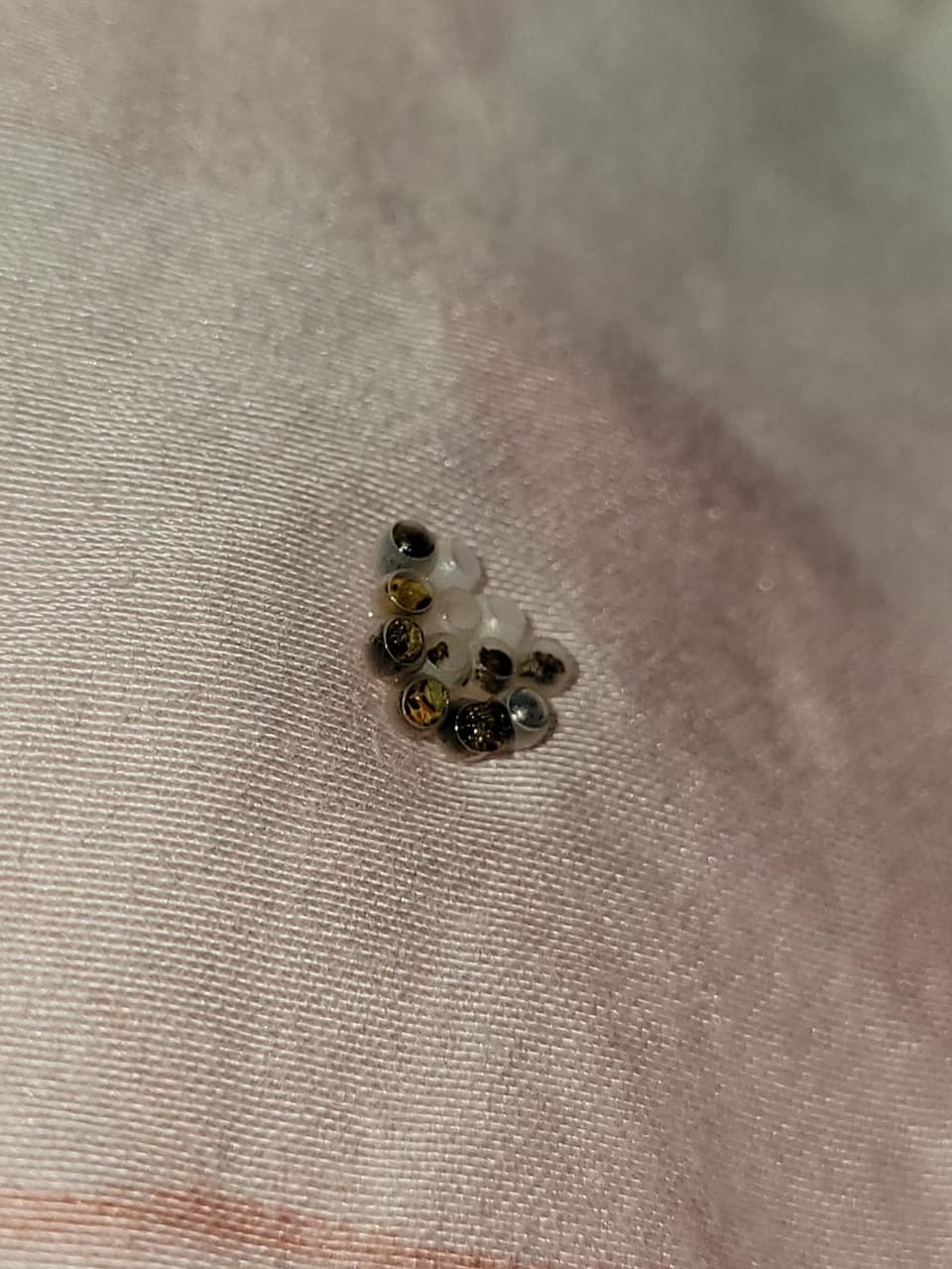 鑑定 請問這是哪種蟲的卵 昆蟲板 Dcard
