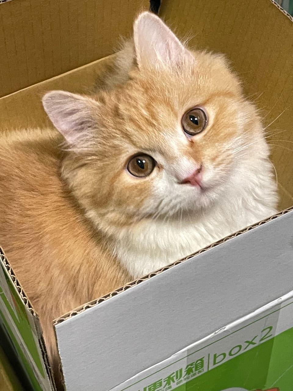 媽媽，這個家是待不下去了 - Van (@van.vanmake) | Dcard