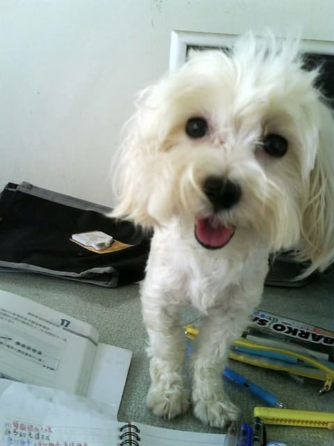 #最後更新。我是一個差勁的主人 - B60 留言 | Dcard