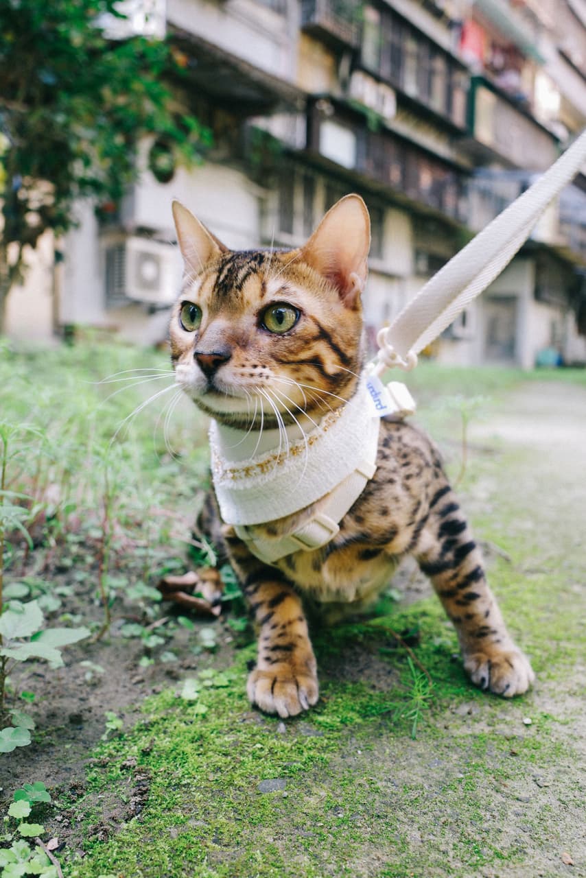 烏諾西法 x Puri Puri 寵物領巾 穿搭照 🐱 - Han (@chihhanyang) | Dcard