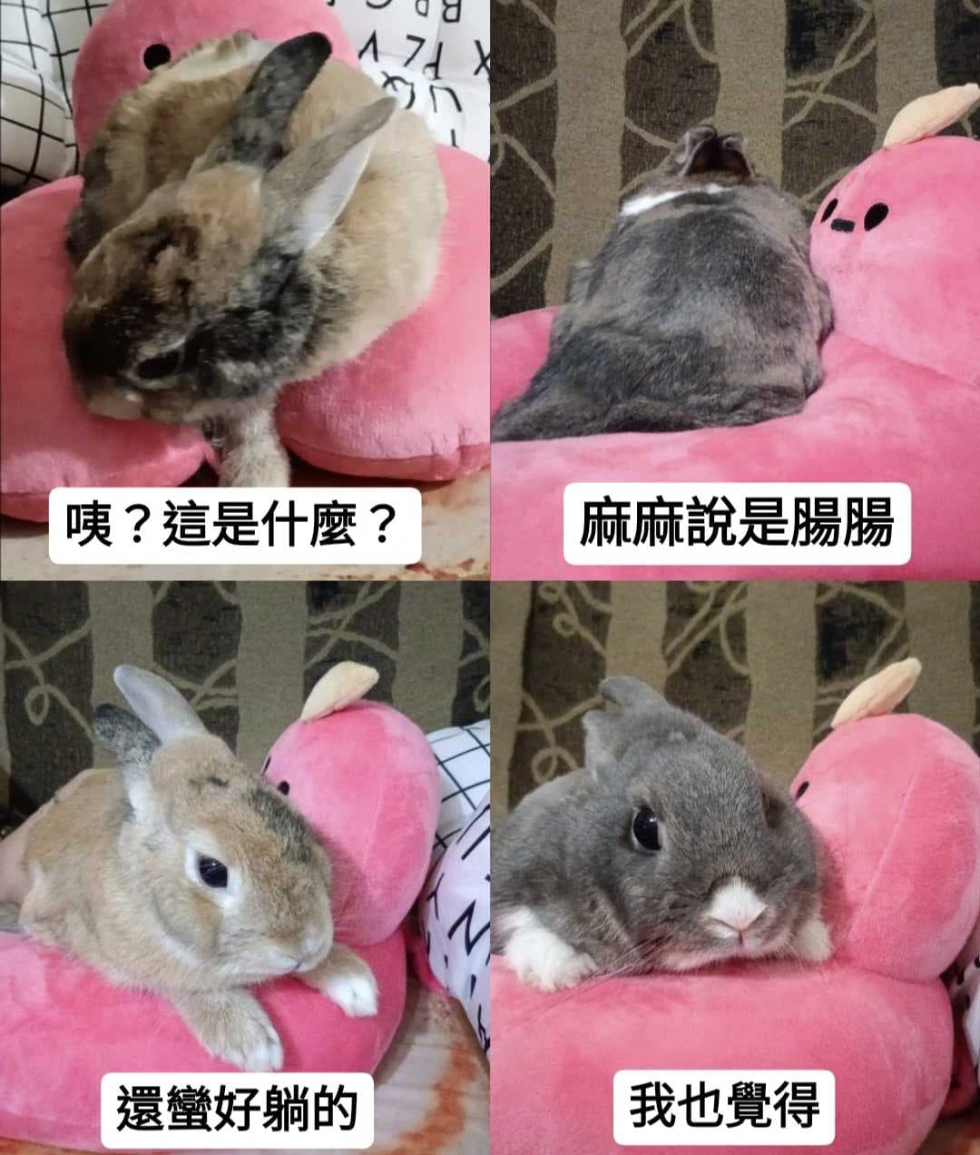 #夏日攝影 Dcard工作坊可愛腸腸 - 大俠愛吃漢堡堡 (@pinkbear_9527) | Dcard