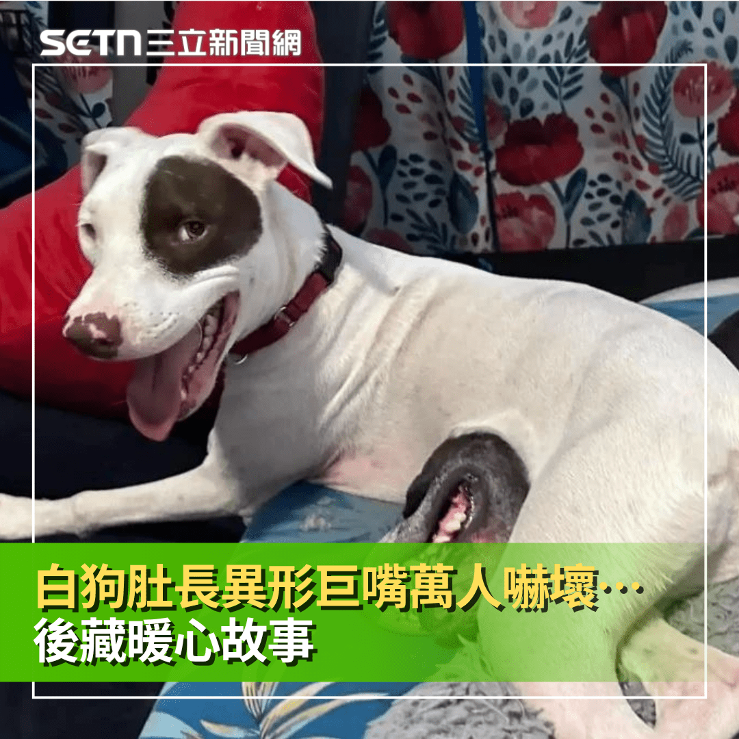 白狗「肚旁長張恐怖異形巨嘴」萬人嚇壞…非P圖背後還藏超暖心故事 - SETN三立新聞網 (@setn54) | Dcard