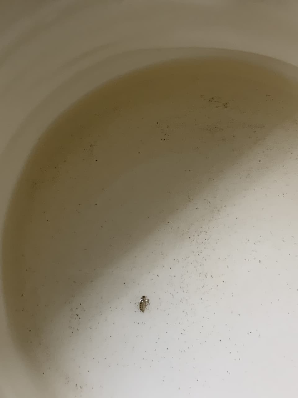 鑑定 請問這是跳蚤嗎? 昆蟲板 Dcard