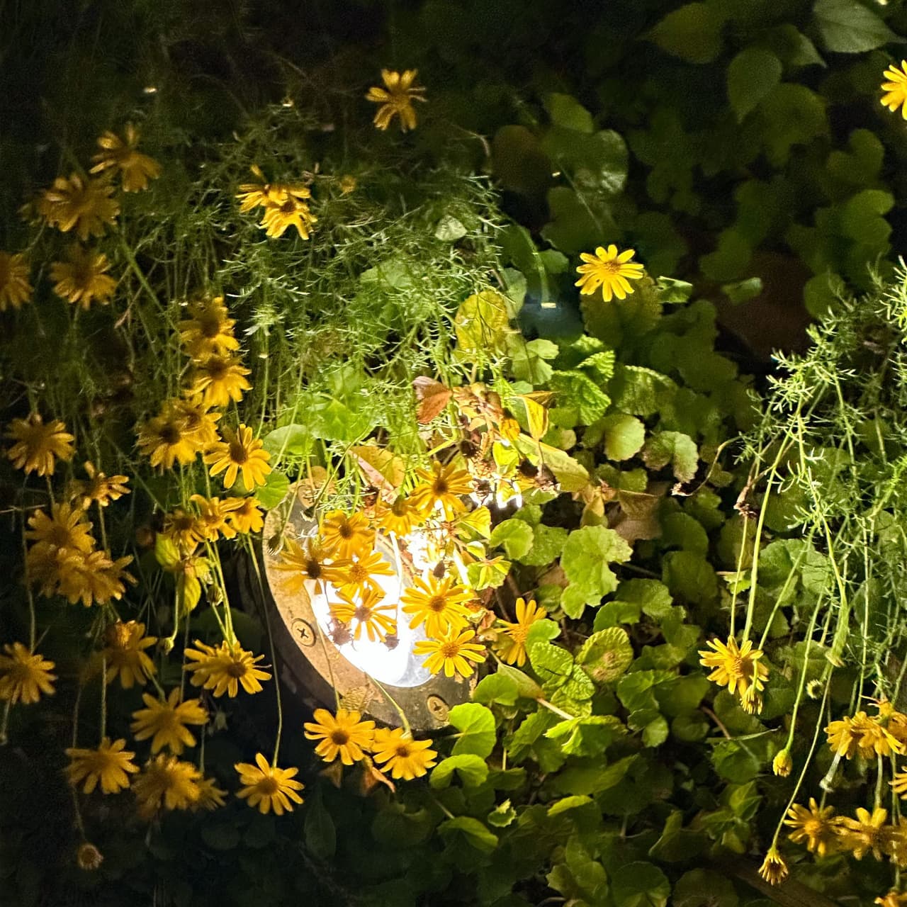 #教學 手機就能完成照片調色？Lightroom入門篇 - 攝影板 | Dcard