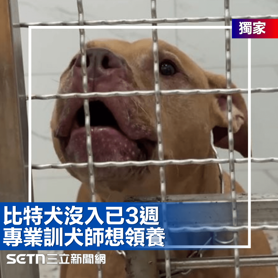 獨家／沒入已3週！比特犬可與動保人員互動 專業訓犬師想領養 - SETN三立新聞網 (@setn54) | Dcard