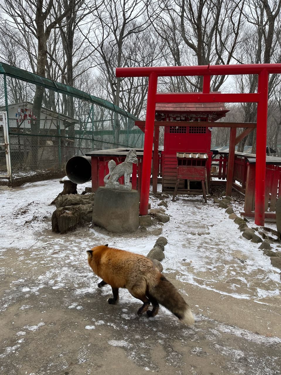 #長文遊記 日本8天7夜 D4 | 仙台 善治郎牛舌 狐狸村 APA仙台駅五橋 - 日本旅遊板 | Dcard