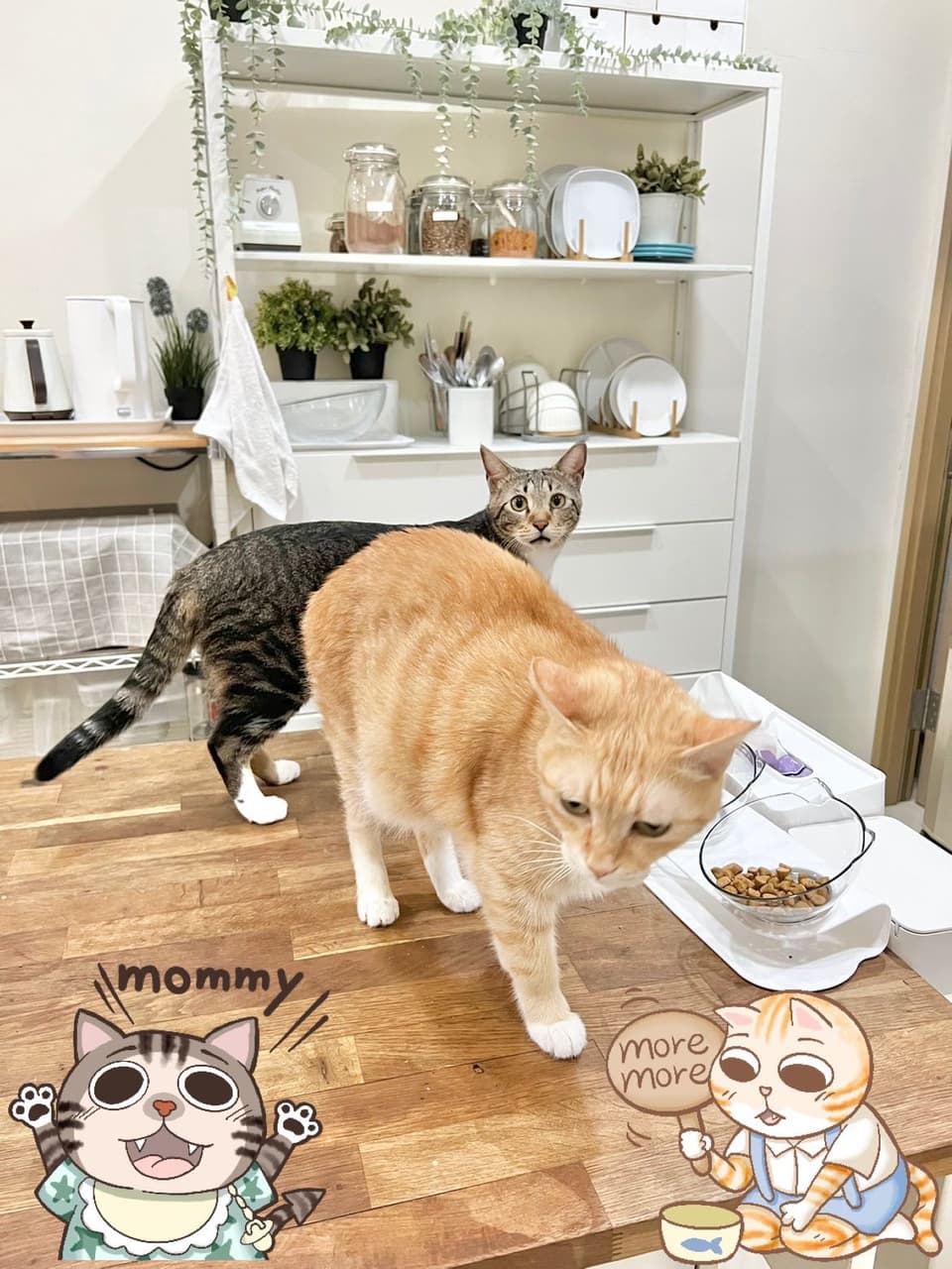 What's in my room我的白色系租屋公寓☁️🤍🥚 - 龍豬毛毛🤍 (@dpccsh) | Dcard