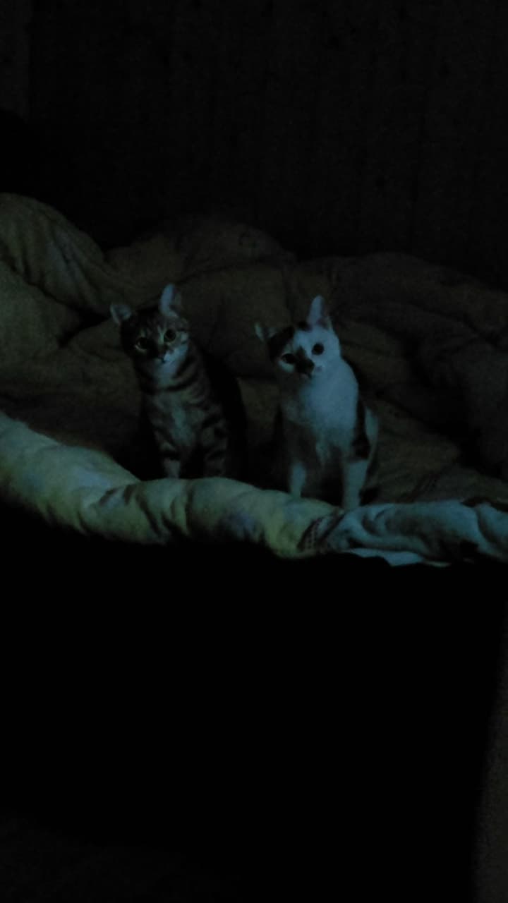 跟大家分享一下我家的貓貓🐱♡ - 世勳的小檸檬🍋 (@o7_gyeol) | Dcard