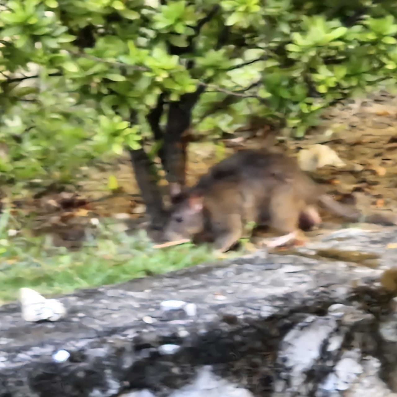 鼠 - MY_Pets板 | Dcard