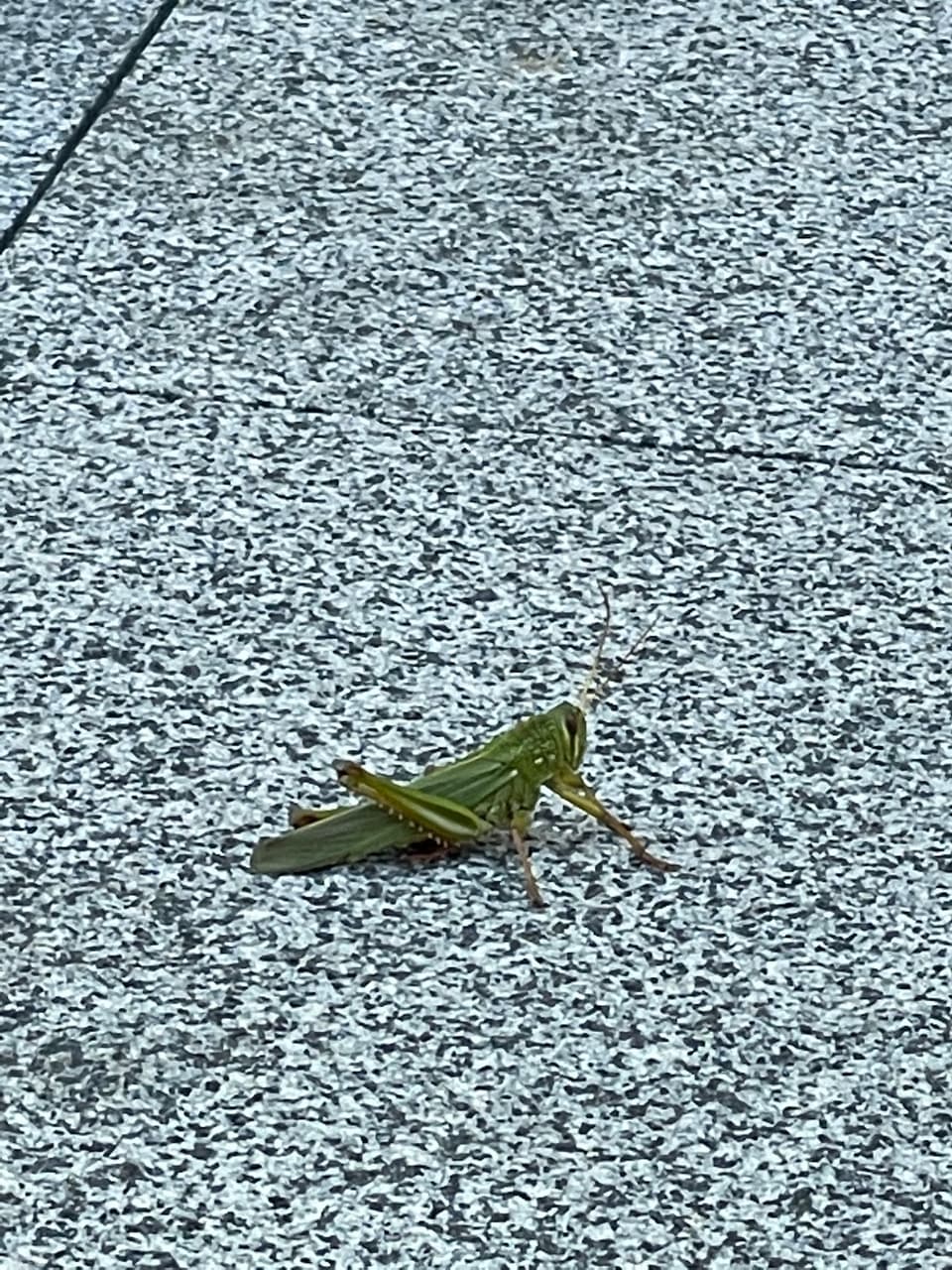 鑑定 想請問這是什麼種類的🦗 昆蟲板 Dcard