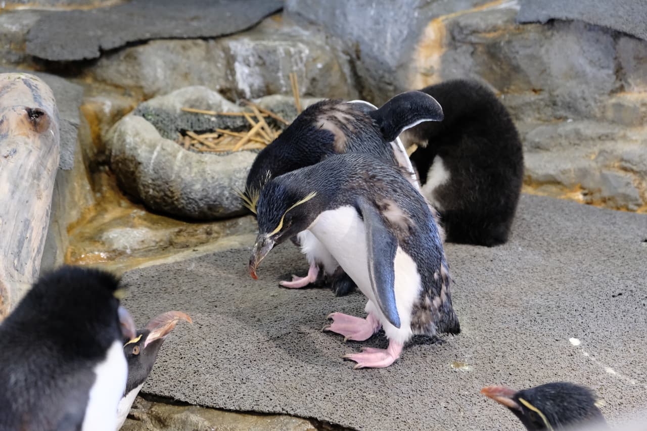 #京阪奈 七天六夜自由行遊記Part7+花費 - 日本旅遊板 | Dcard