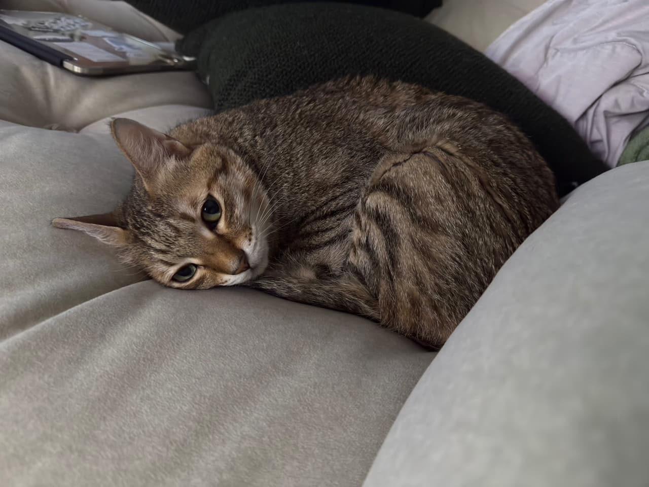 #異性 28壽星男許願有另一半 - 擇偶條件板 | Dcard