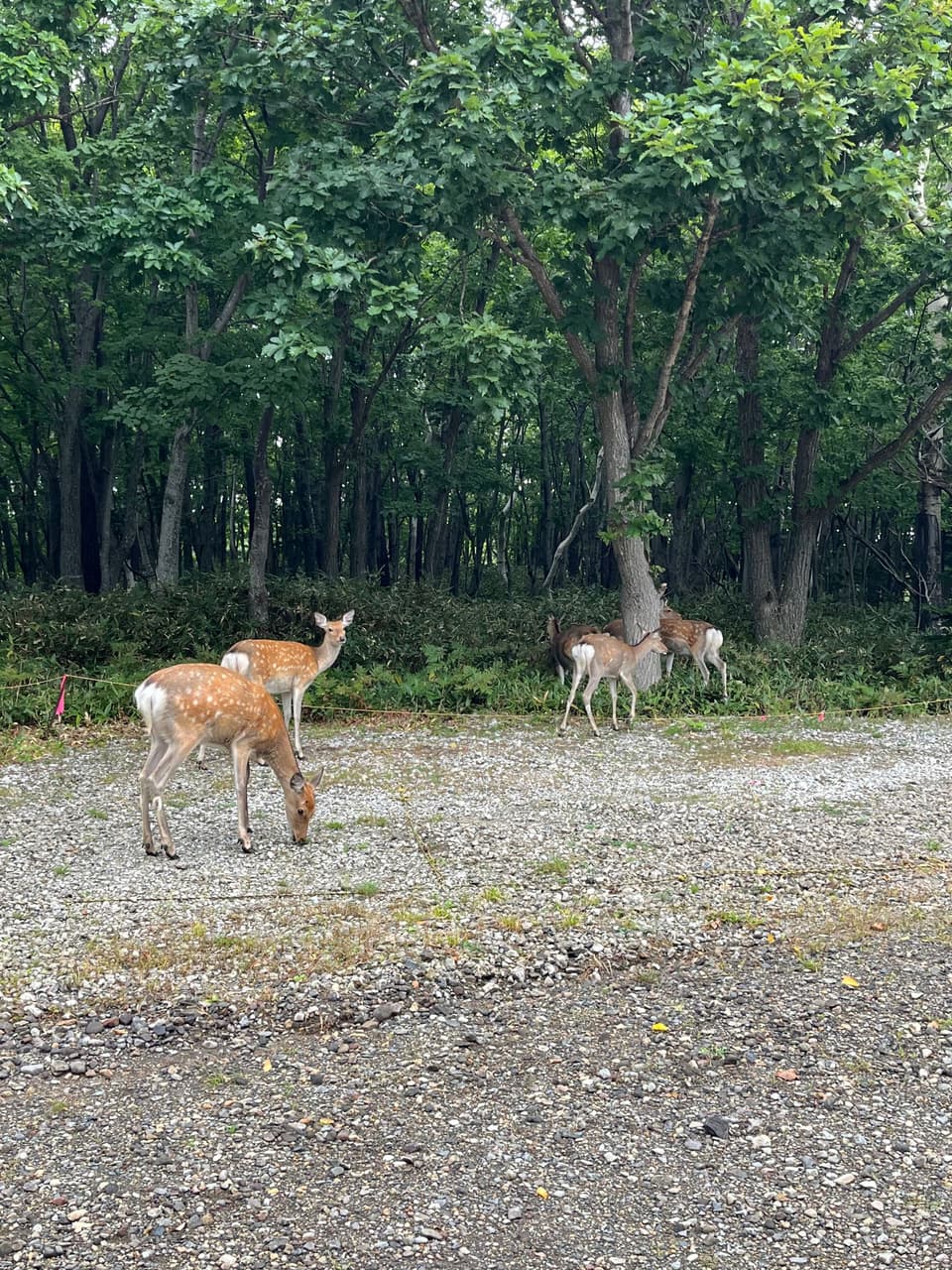 從北海道回來了，遇到好多野生小動物(^o^)/ - 小肥魚魚 (@smallfatfish) | Dcard
