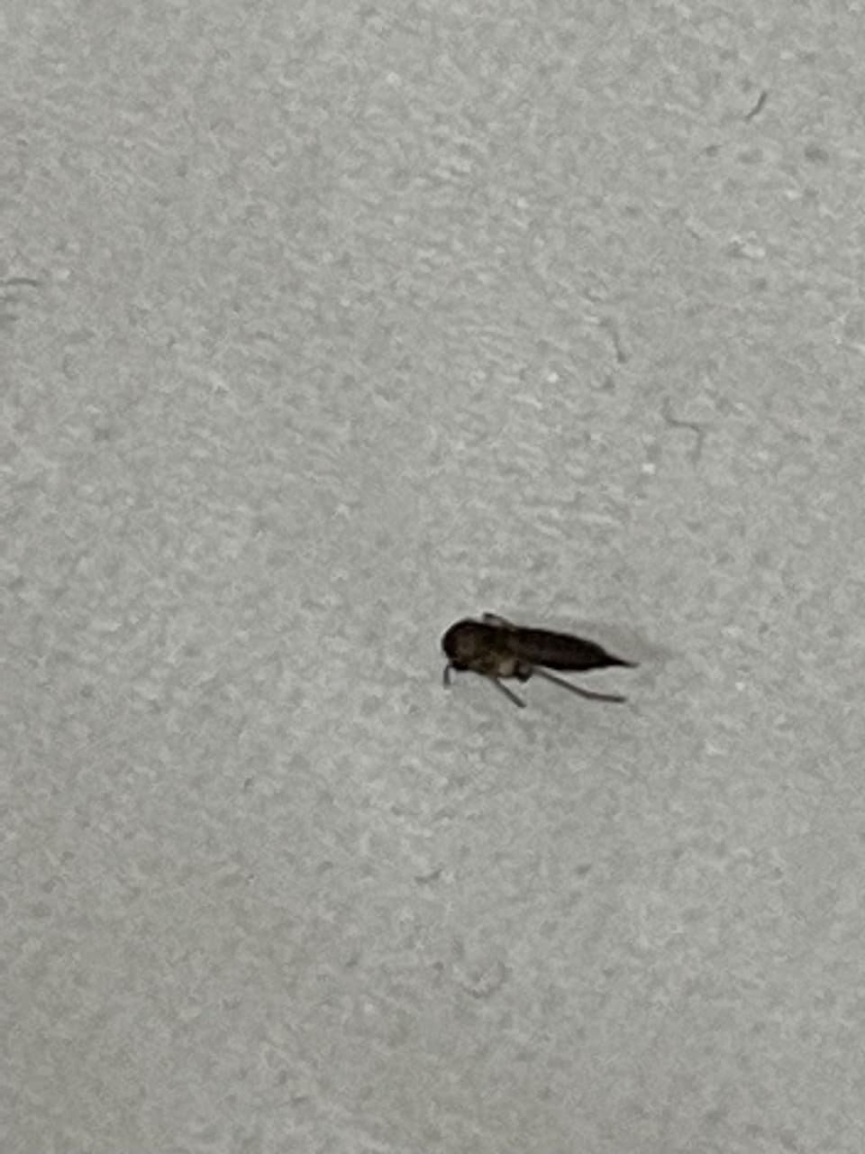鑑定 請問這是什麼蟲 昆蟲板 Dcard