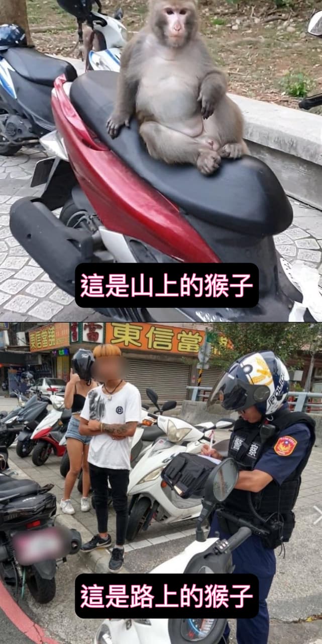 分得清楚那一隻是真的猴子🐒？ - 梗圖板 | Dcard