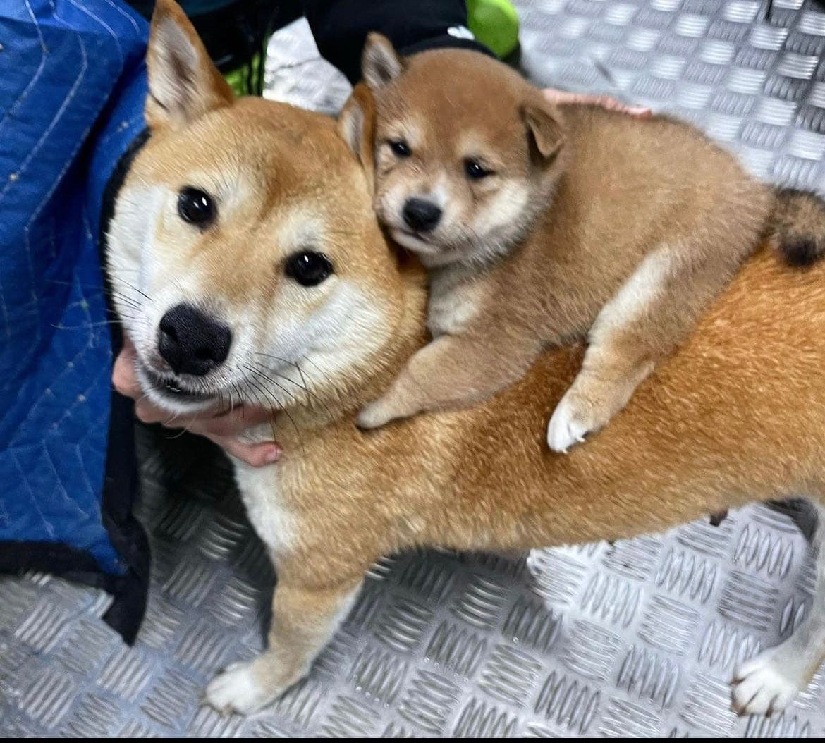 要不要一同抵制炎上 - B97 留言 | Dcard