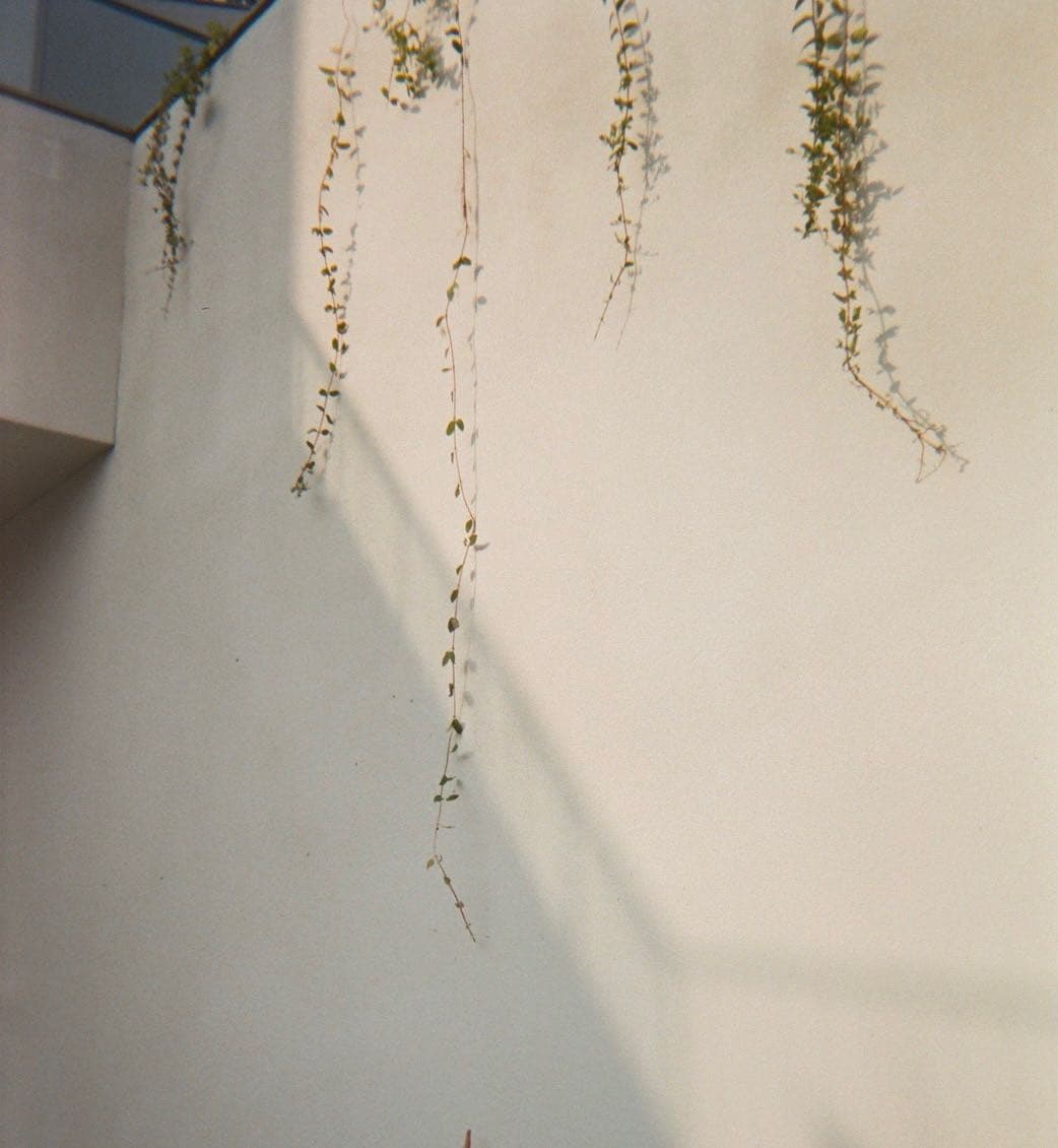 📸 底片&拍立得 ♡♡ 分享 - 這邊這個優秀小青年 (@cl_20) | Dcard