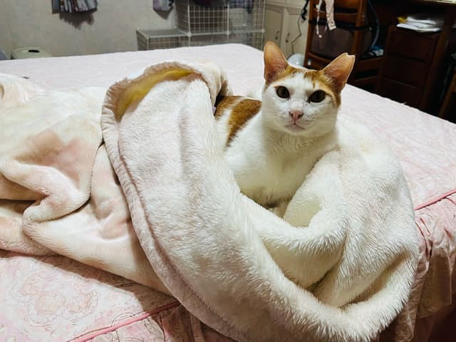 醫美現場討論會[20250420台北第2場] - 布丁貓 (@putingcat) | Dcard