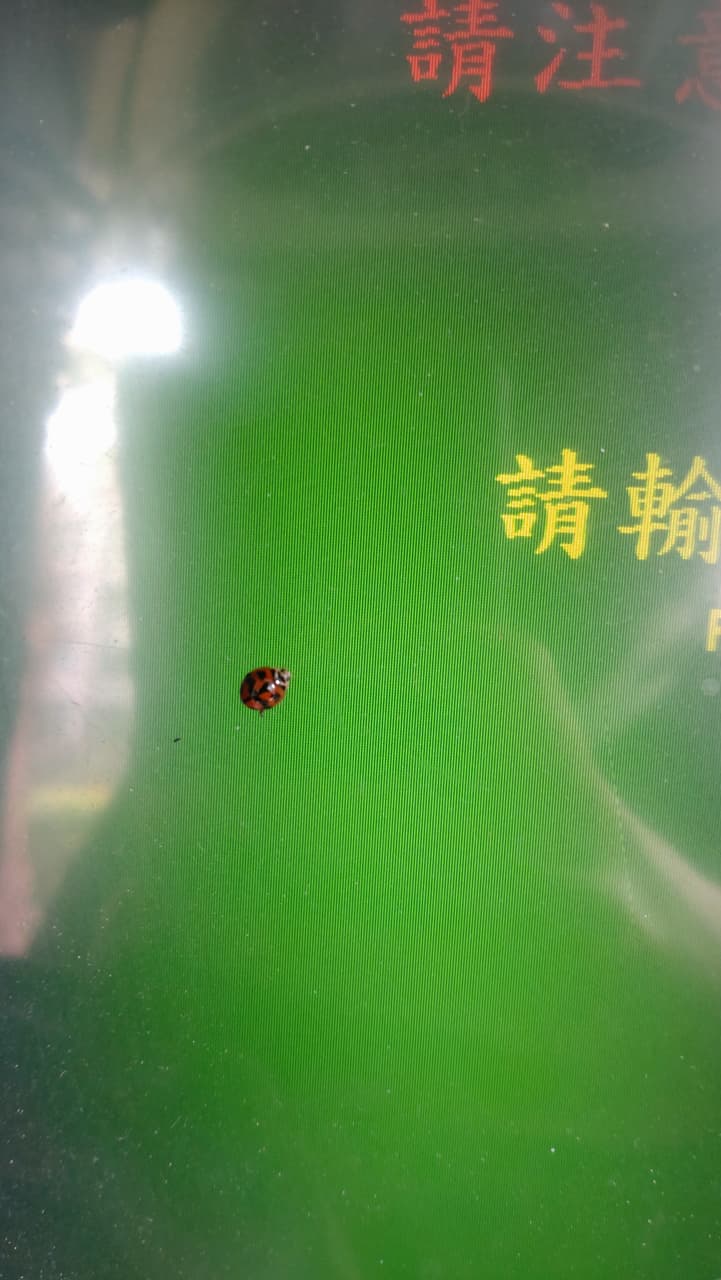 分享 六條瓢蟲🐞 昆蟲板 Dcard