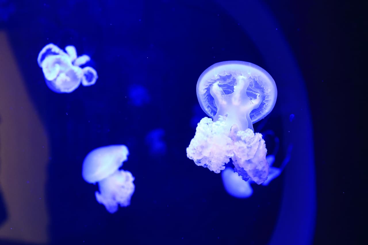 令人屏息的電光迷幻 in台中海洋館3F水母區 - 映像生活 (@imagelife) | Dcard