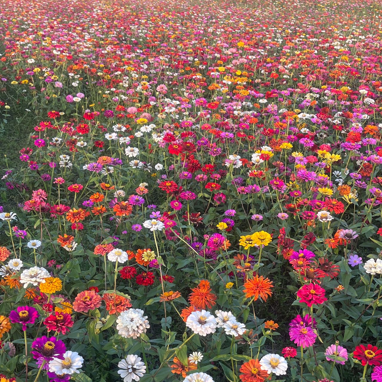 平價升級版零粉感｜韓系小眾品牌Dinto粉底液實測 - 美妝板 | Dcard