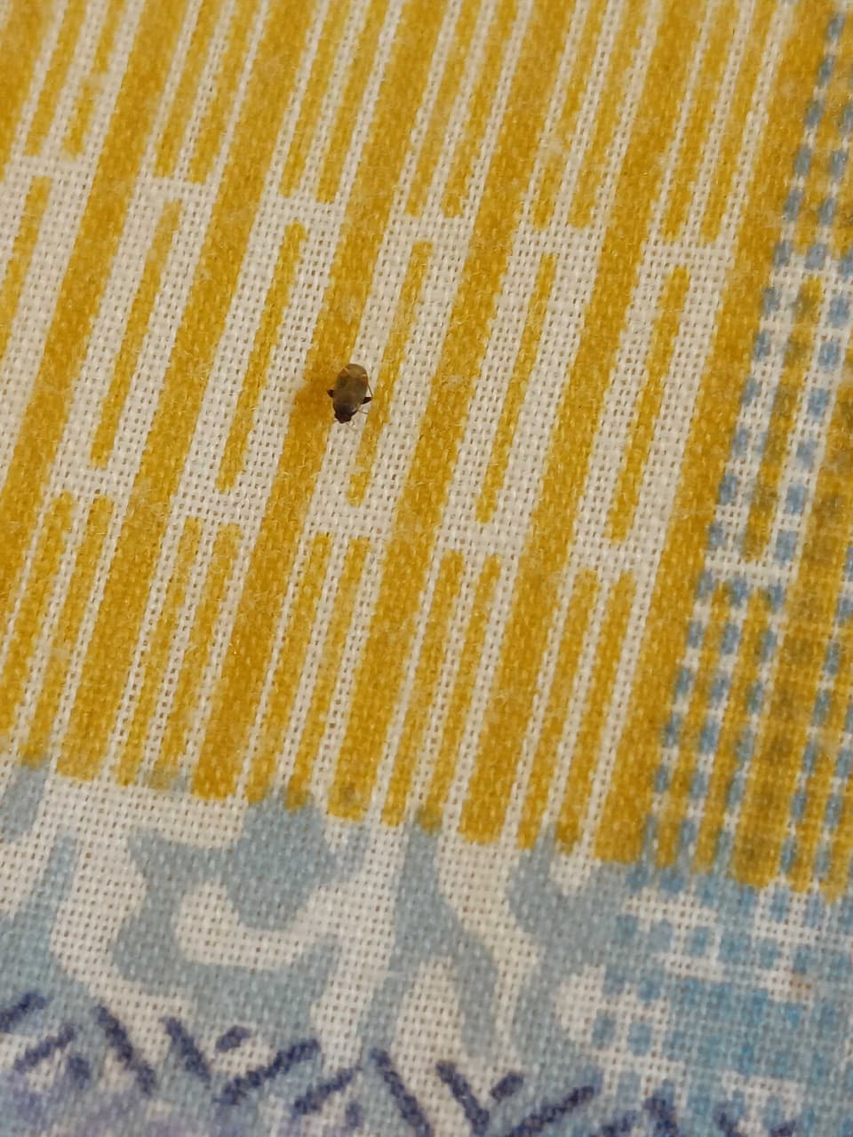請益 請問這是甚麼蟲,謝謝 🙏🙏 昆蟲板 Dcard