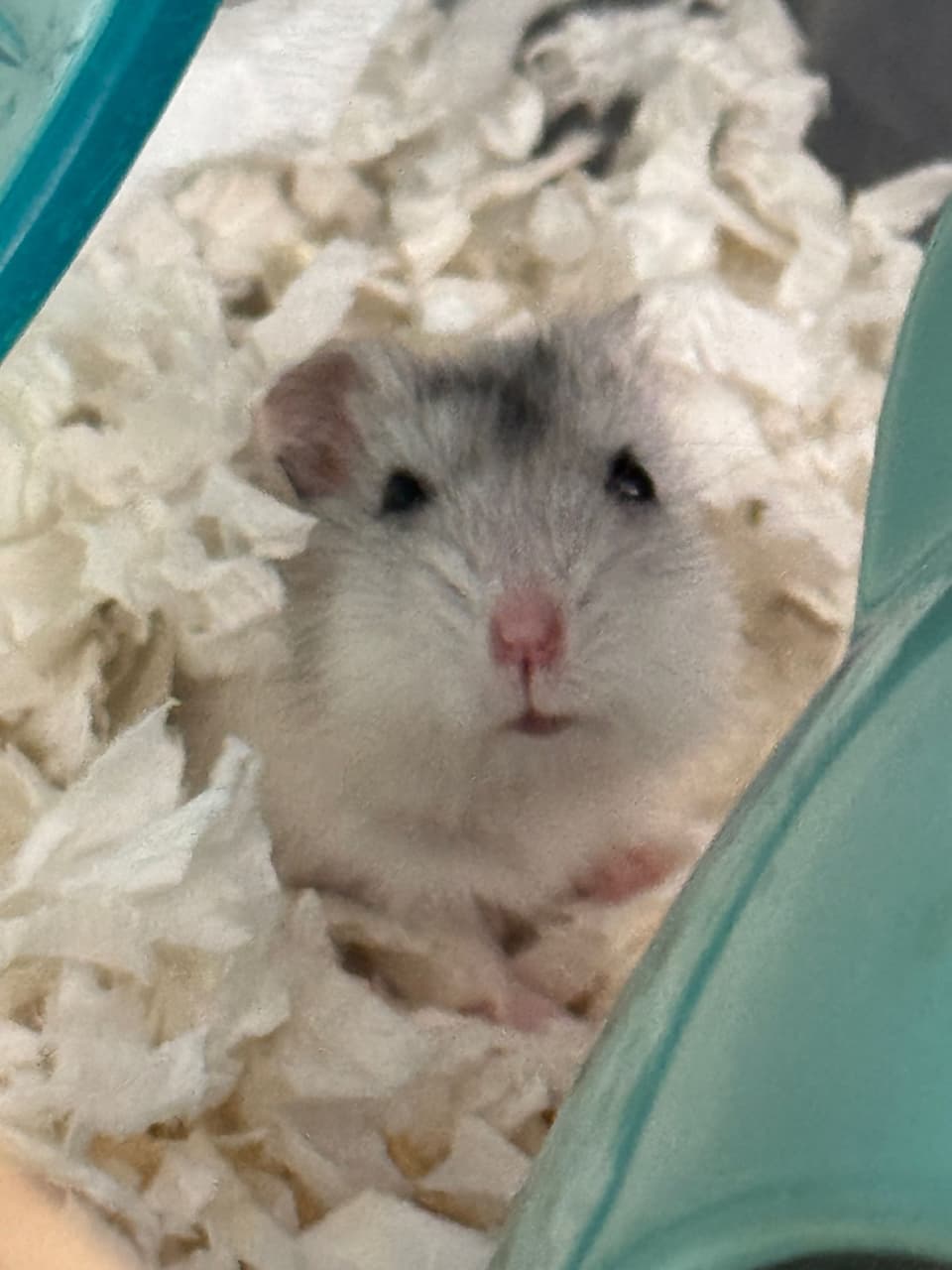 #生活日常 剛睡醒的小寶寶 - 倉鼠板 | Dcard