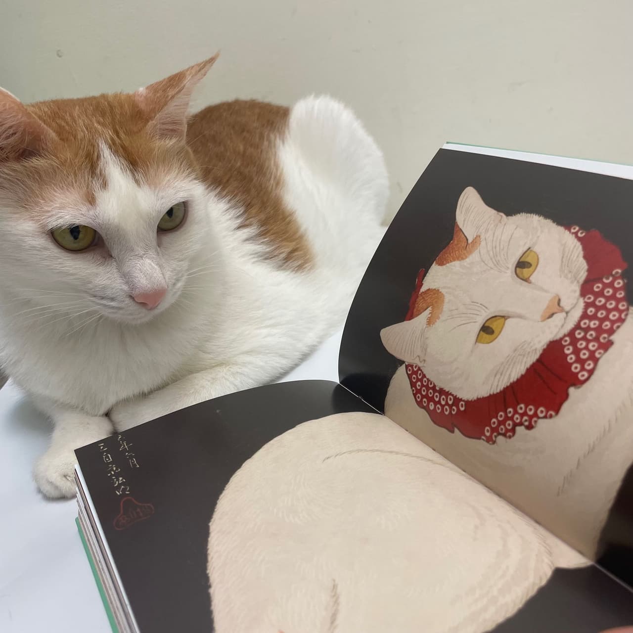 貓咪題材的畫作書籍😻Cats in Spring Rain - 書籍板 | Dcard