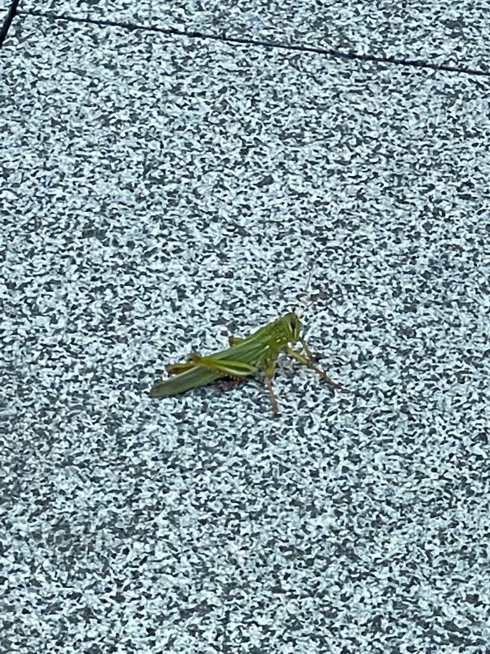 鑑定 想請問這是什麼種類的🦗 昆蟲板 Dcard